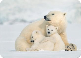 Fabulous Platzset mit Unterseite aus Kork, Motiv: Eisbär und Bären, niedlich, Wildtiere, groß, 39,5 x 28,5 cm