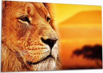 Wallario Herdabdeckplatte/Spritzschutz aus Glas, 1-teilig, 90x52cm, für Ceran- und Induktionsherde, Prächtiger Löwe in der Savanne