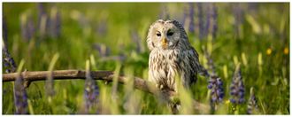 Wallario Glasbild Kauz im Bl&uuml;tenmeer - 50 x 125 cm Wandbilder Glas in Premium-Qualit&auml;t: Brillante Farben, freischwebende Optik