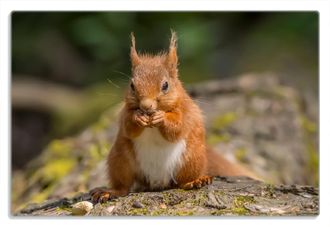 Wallario Frühstücksbrettchen aus Glas, Glasunterlage, Glasbrettchen Niedliches Eichhörnchen knabbert an Einer Nuss, Größe 20 x 30 cm, Sicherheitsglas
