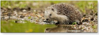 Paul Sinus Art Leinwandbilder | Bilder Leinwand 120x40cm Igel in einer Pfütze