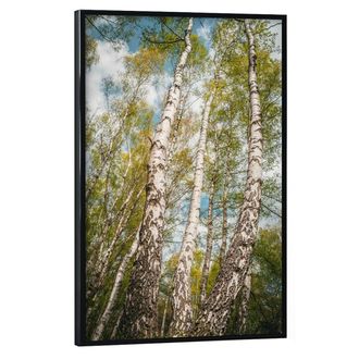 artboxONE Poster mit schwarzem Rahmen 75x50 cm Natur Birken - Bild birken bergbau birken