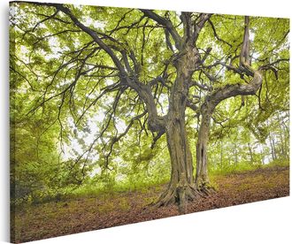 Islandburner Prime Bild auf Leinwand Alter Baum im gr&uuml;nen Wald bei Tageslichtaufnahme im Sommer Bilder Wandbilder Poster
