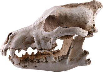 Milisten Wolf Schädel Modell Replik Requisiten Harz Wolf Kopf Skelett Modell Tier Skulptur für Unterricht Requisite Home Office Dekoration
