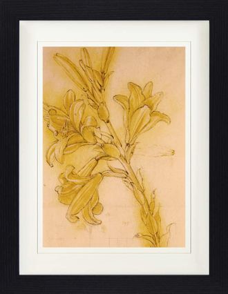 1art1 Leonardo Da Vinci Poster Lilienstudie, 1480-1485 Gerahmtes Bild Mit Edlem Passepartout | Wand-Bilder | Im Bilderrahmen 40x30 cm
