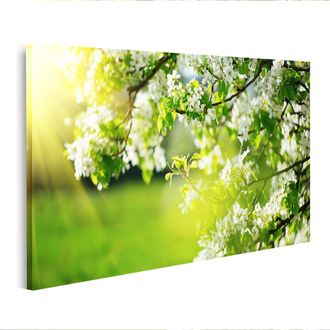 Islandburner Bild Bilder auf Leinwand Fr&uuml;hlingsbl&uuml;te Hintergrund. Naturszene mit bl&uuml;hendem Baum und Sonnenaufflackern. Fr&uuml;hlingsblumen. Sch&ouml;ner Obstgarten Wandbild