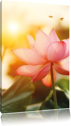 Pixxprint Lotus im Abendlicht als, Größe: 80x60cm, Leinwandbild, fertig gespannt, Wandbild, Dekoration, Kunstdruck, kein Poster