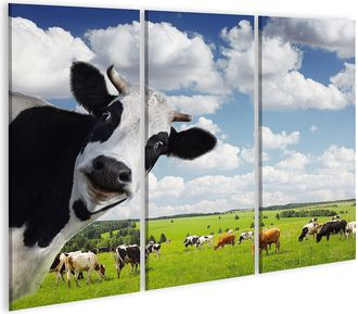 Islandburner Bild auf Leinwand Funny Cow Suche Nach Einer Kamera Mit Gr&uuml;nen L&auml;ndlichen Wiese Auf Dem Backgroung Wandbild Poster Kunstdruck Bilder