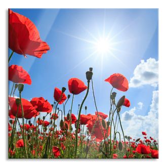 Pixxprint Glasbild, Wandbild auf Echtglas, Mohnblumen, 60x60 cm, inkl. Aufhängung und Abstandshalter