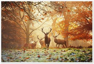 Posterlounge Rotwild in einem Herbstwald im Nebel Poster von Alex Saberi 120 x 80 cm Braun Wandbilder Wanddeko