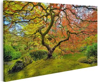 Islandburner Prime Bild auf Leinwand Japanischer Ahorn Baum Fr&uuml;hling Rot Portland Garten Bilder Wandbilder Poster