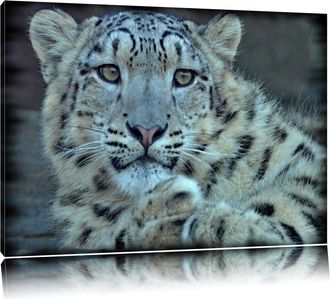 Pixxprint scheuer Schneeleopard, Größe: 60x40cm, Leinwandbild, fertig gespannt, Wandbild, Dekoration, Kunstdruck, kein Poster