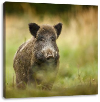 Pixxprint Stolzes Wildschwein im Wald, Größe: 60x60, Leinwandbild Quadratisch, Wandbild, Kunstdruck, fertig bespannt