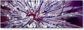 Paul Sinus Art Leinwandbilder | Bilder Leinwand 120x40cm violette Blume mit Tau - Nahaufnahme