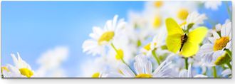 Paul Sinus Art Leinwandbilder | Bilder Leinwand 120x40cm Gänseblümchen mit Schmetterling