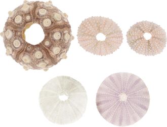 Valiclud 5 St&uuml;ck Nat&uuml;rliche Seeigelschalen Deko mit Glatten Kanten Seeigel Luftpflanzent&ouml;pfe und Aquarium Dekoration f&uuml;r Wohnraum und Geschenke