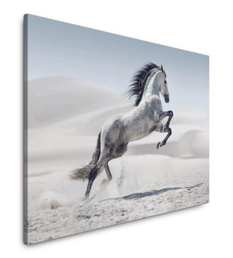 Paul Sinus Art Wei&szlig;es Pferd 120x 80cm Inspirierende Fotokunst in Museums-Qualit&auml;t f&uuml;r Ihr Zuhause als Wandbild auf Leinwand in