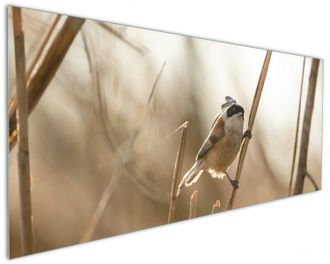 Wallario K&uuml;chenr&uuml;ckwand aus Glas 125 x 50 cm, Motiv: Vogel im Schilf | Spritzschutz abwischbar & pflegeleicht