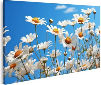 Islandburner Bild auf Leinwand Flache Kamille Blumen auf blauem Hintergrund Bilder Wandbilder Poster JDXR-1P