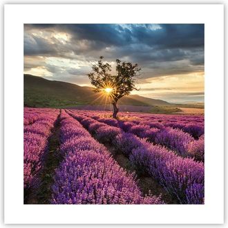 Arttor Poster ohne Rahmen Lavendel Berge Feld Deko 40x40cm Wandposter Art Prints Wandbilder Dekoration Wohnzimmer Schlafzimmer K&uuml;che Wanddeko Bild Wand Kunst