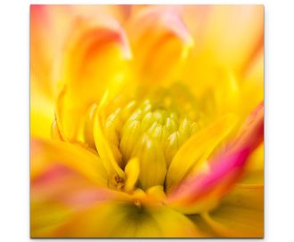 Paul Sinus Art Rosa-gelbe Dahlie - MacrofotografieLeinwandbild quadratisch 90x90cm