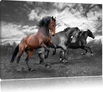 Pixxprint Sch&ouml;ne Wildpferde B&W, Gr&ouml;&szlig;e: 100x70cm, Leinwandbild, fertig gespannt, Wandbild, Dekoration, Kunstdruck, kein Poster