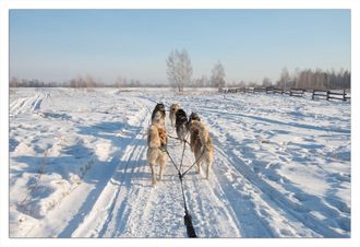 Wallario selbstklebendes Poster - Hundeschlitten im Schnee, Aufkleber in Premiumqualit&auml;t, Klebefolie Gr&ouml;&szlig;e: 61 x 91,5 cm (Maxiposter)