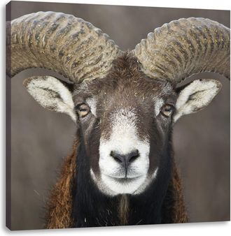 Pixxprint Mufflon Portr&auml;t, Gr&ouml;&szlig;e: 40x40, Leinwandbild Quadratisch, Wandbild, Kunstdruck, fertig bespannt
