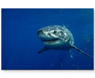 Paul Sinus Art Leinwandbilder | Bilder Leinwand 120x80cm großer weißer Hai - Nahaufnahme