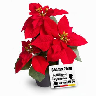 Botanic-Haus k&uuml;nstliche Poinsettia (Weihnachtsstern) rot mit 3 Bl&uuml;ten im schwarzen Kunststofftopf, H&ouml;he ca. 35 cm - die Kunstblume Poinsettie sorgt zwischen Weihna