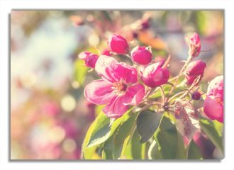 Wallario selbstklebendes Poster - Fr&uuml;hlingszauber, Aufkleber in Premiumqualit&auml;t, Klebefolie Gr&ouml;&szlig;e: 70 x 100 cm (Riesenposter)