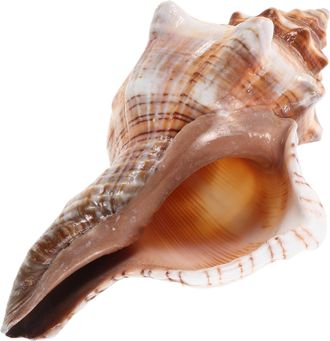 Valiclud Natürlicher Muschel Sukkulenten Blumentopf Küsten deko Nautischer Bonsai Topf Kompakter Meereskonch Desktop pflanzer für Büro Garten Wohnzimmer