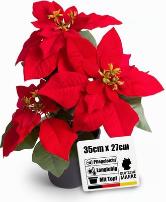 Botanic-Haus künstliche Poinsettia (Weihnachtsstern) rot mit 3 Blüten im schwarzen Kunststofftopf, Höhe ca. 35 cm - die Kunstblume Poinsettie sorgt zwischen Weihna
