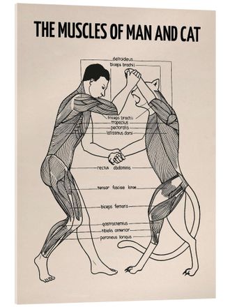Posterlounge Die Muskeln von Mensch und Katze (englisch) Acrylglasbild von Vintage Educational Collection 30 x 40 cm Wandbilder Wanddeko
