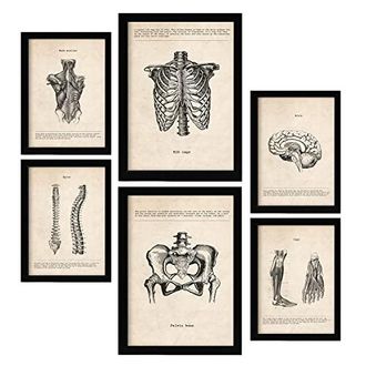 Nacnic La t&ecirc;te aux pieds Affiches. Illustrations M&eacute;dicales de Style Vintage de lanatomie, des Parties du Corps, des Os et des Muscles. Design dint&eacute;rieur et d