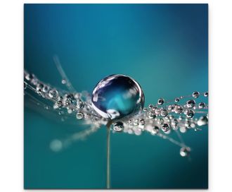 Paul Sinus Art Leinwandbilder | Bilder Leinwand 90x90cm Wassertropfen auf einer Pusteblume