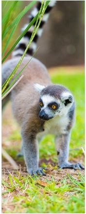 Wallario Glasbild Katta auf Entdeckungstour - 50 x 125 cm Wandbilder Glas in Premium-Qualit&auml;t: Brillante Farben, freischwebende Optik