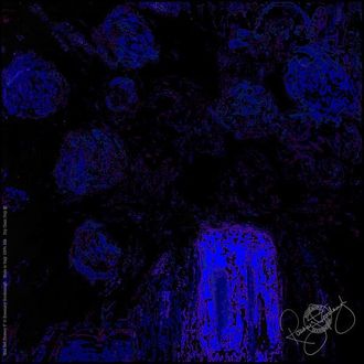 Rosemary Goodenough Mad Red Flowers V Silk Scarf