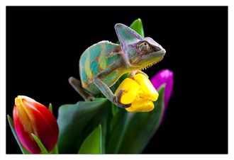 Wallario selbstklebendes Poster - Cham&auml;leon im Bl&uuml;tenmeer, Aufkleber in Premiumqualit&auml;t, Klebefolie Gr&ouml;&szlig;e: 61 x 91,5 cm (Maxiposter)