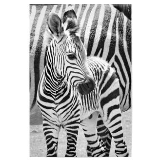 artboxONE Poster 30x20 cm Natur Zebra Baby hochwertiger Design Kunstdruck - Bild Zebra zebrababy