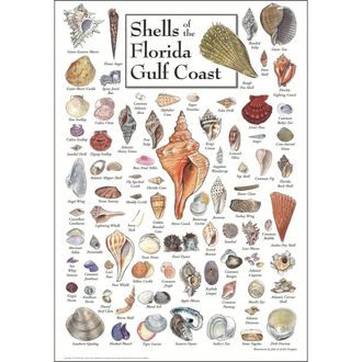 Generic Coastal Decor Florida Gulf Shells Poster, Sanibel Captiva Island Beach Art, Framed Marine Biology Print for Birthday Gift, Home Office Wall Decor(Unfr