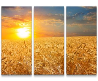 Paul Sinus Art Leinwandbilder | Bilder Leinwand 130x90cm Getreidefeld im Sonnenuntergang