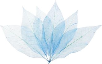 Perfeclan 50pcs Skelettbl&auml;tter Schleierbl&auml;tter Gepresste getrocknete Blatt DIY Karten Machen Scrapbooking Lesezeichen, Blau