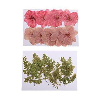 Oshhni 20 Pièces Fleurs Pressées, Fleur de Cerisier pour Lartisanat de Fleurs, Cartes