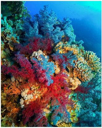 Wallario Poster - Farbenfrohes Korallenriff in Premiumqualit&auml;t, Gr&ouml;&szlig;e: 40 x 50 cm