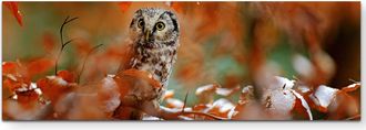 Paul Sinus Art Wandbild auf Leinwand 120x40cm Eule im Wald