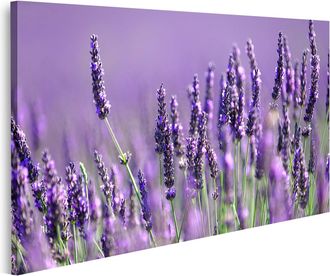 Islandburner Bild auf Leinwand Lavendel Blumen Blüte Nahaufnahme Blühende Provence Frankreich Bilder Wandbilder Poster GAUO-1P