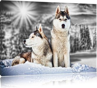 Pixxprint Zwei Wilde Huskies, Gr&ouml;&szlig;e: 80x60cm, Leinwandbild, fertig gespannt, Wandbild, Dekoration, Kunstdruck, kein Poster