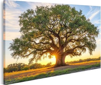 Islandburner Bild auf Leinwand Sonnenaufgang hinter majest&auml;tischer Eiche f&uuml;r Wohnzimmer Naturliebhaber Galerie Bilder Wandbilder Poster