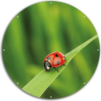 Wallario rundes Outdoor-Poster für Garten oder Balkon Marienkäfer auf grünem Blatt, Motivbanner 60 cm Durchmesser